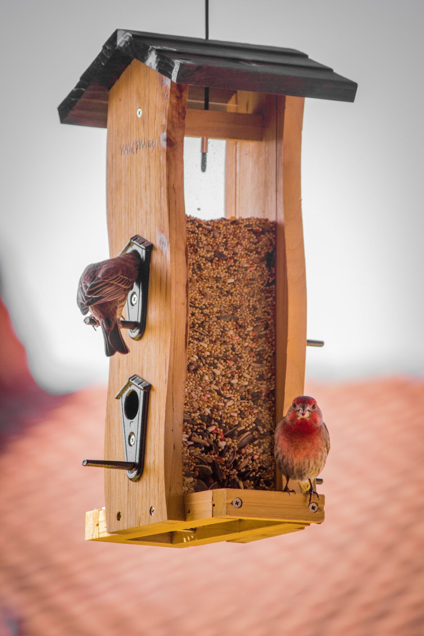 Paragon Project: Feeding Birds with a Raspberry Pi | PiCockpit